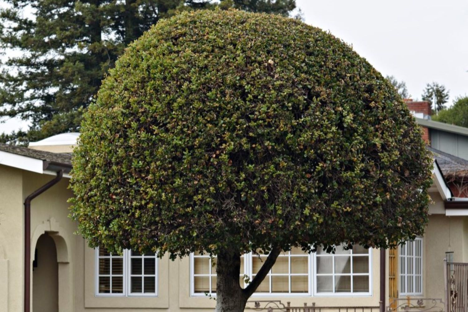 Pleached evergreen trees: our top 8 varieties - Plantura