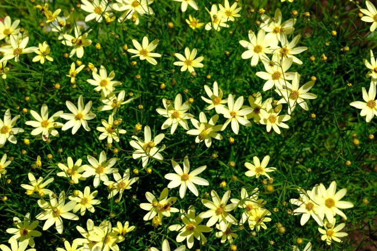 Coreopsis varieties: differences & growing tips - Plantura