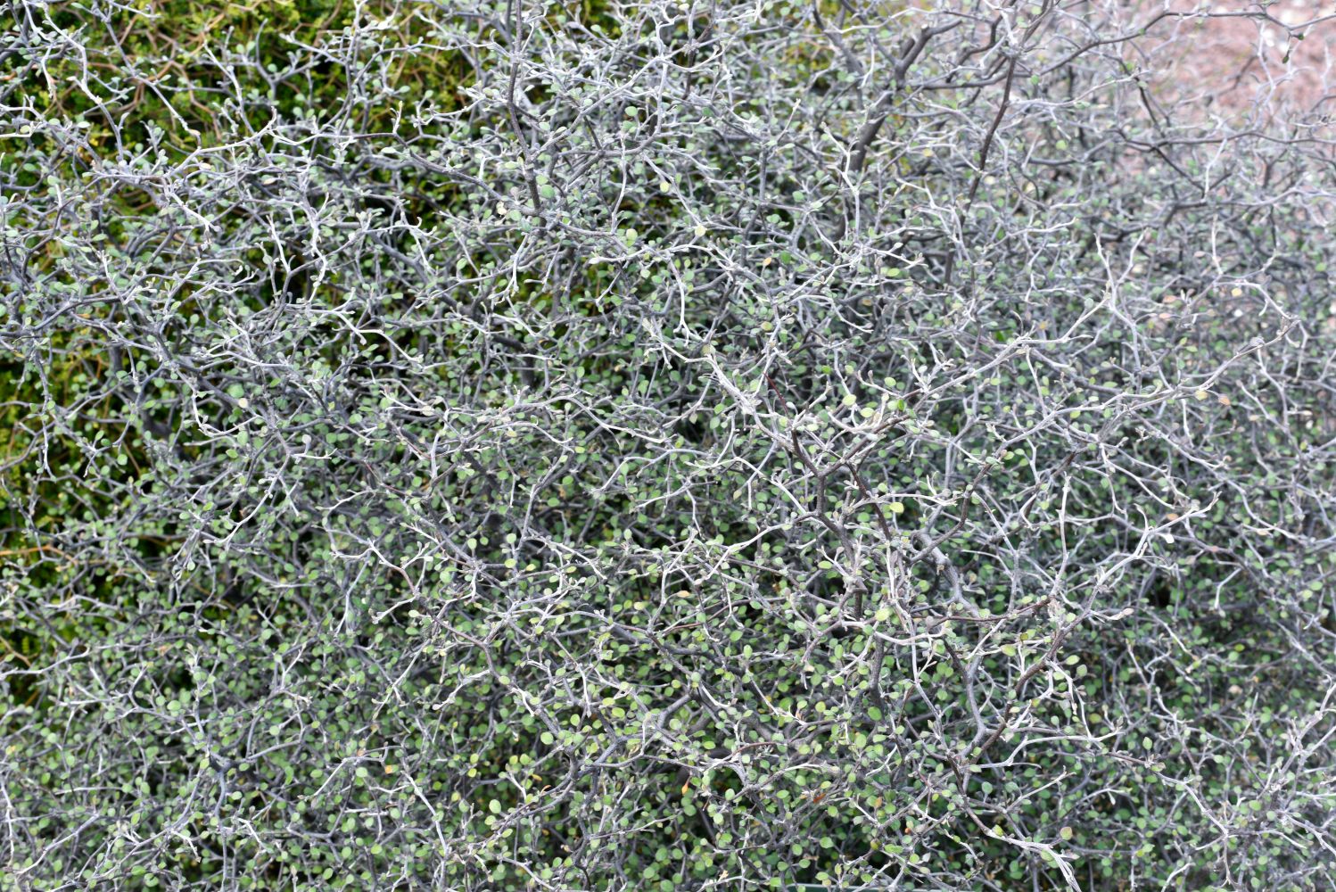 Wire netting bush: care, location & overwintering - Plantura