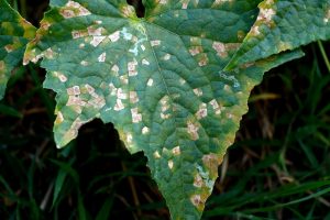Common cucumber diseases: prevention & treatment – Plantura