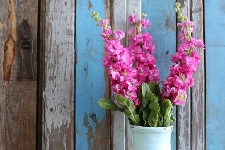 Gillyflower: sowing, location & the most beautiful varieties - Plantura