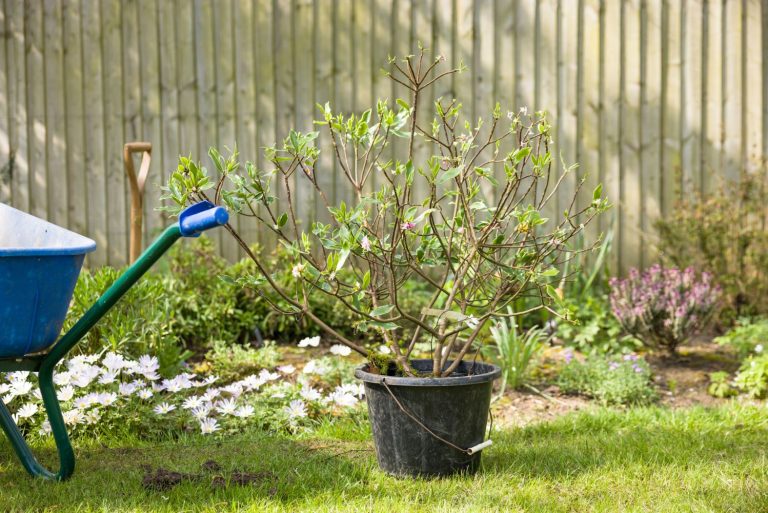 Daphne: profile, varieties & plant toxicity - Plantura