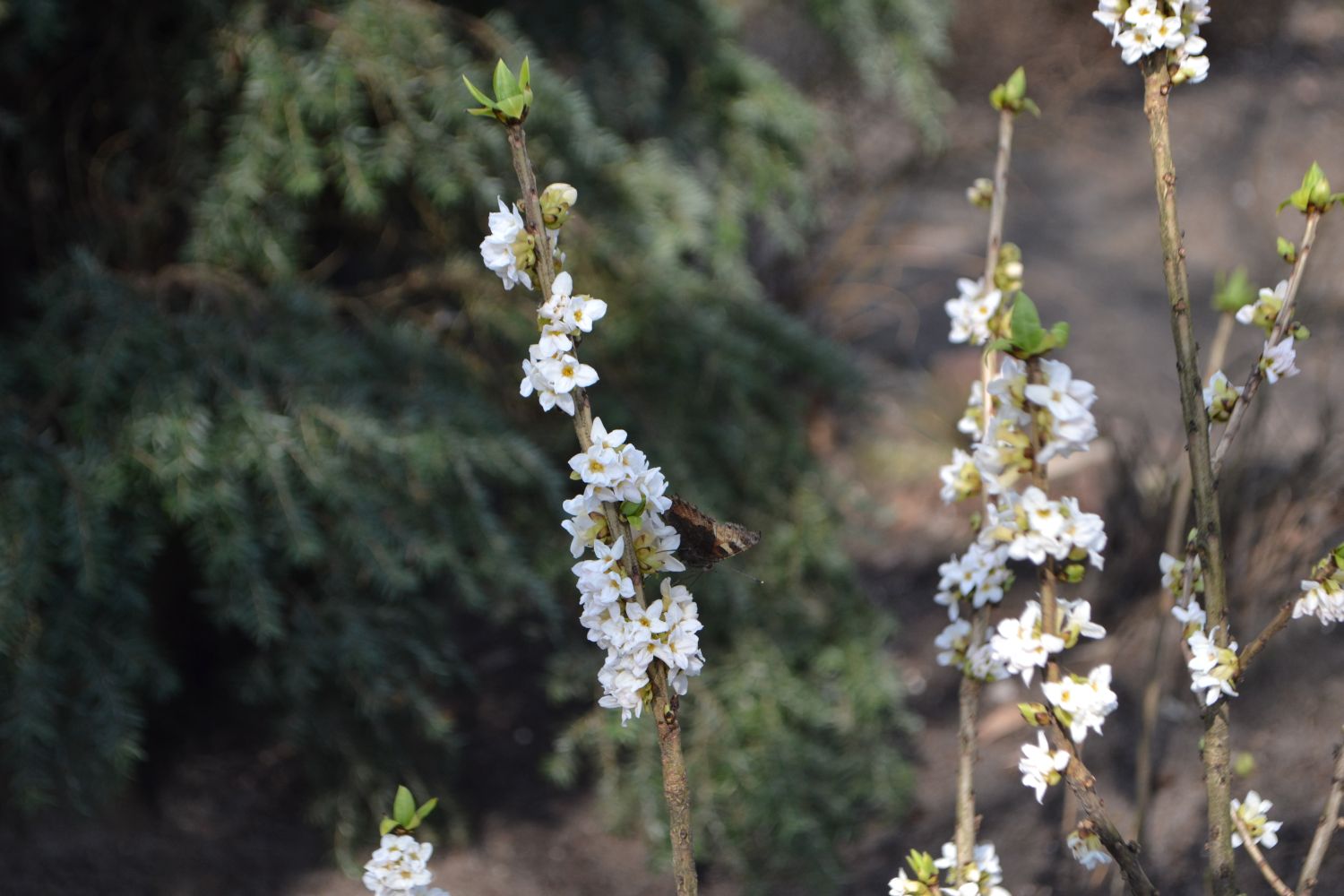 Daphne: profile, varieties & plant toxicity - Plantura