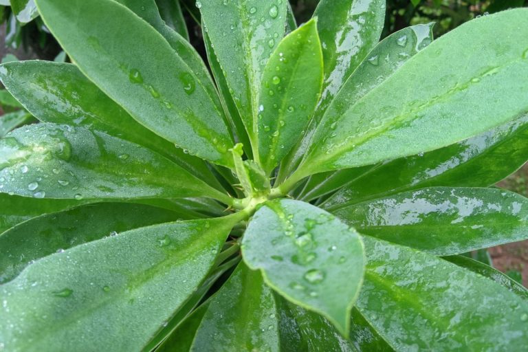 Daphne: profile, varieties & plant toxicity - Plantura