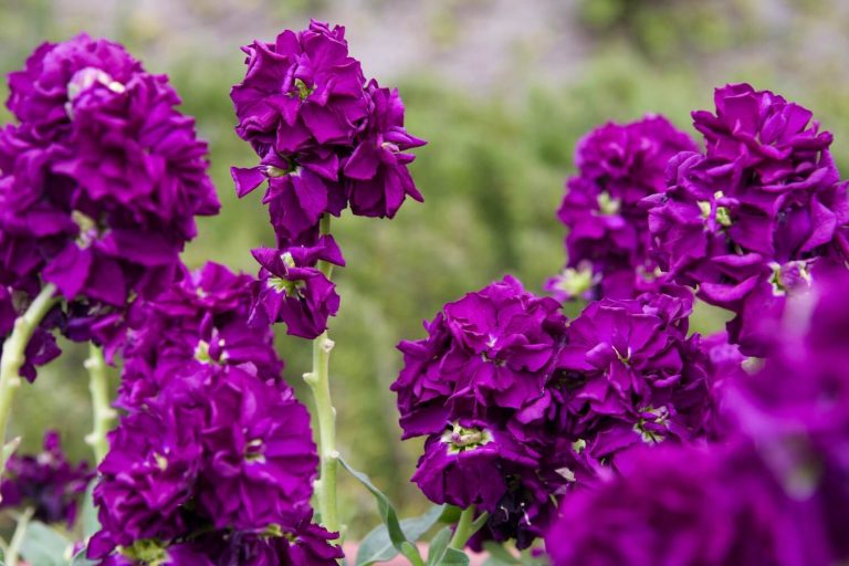 Gillyflower: sowing, location & the most beautiful varieties - Plantura
