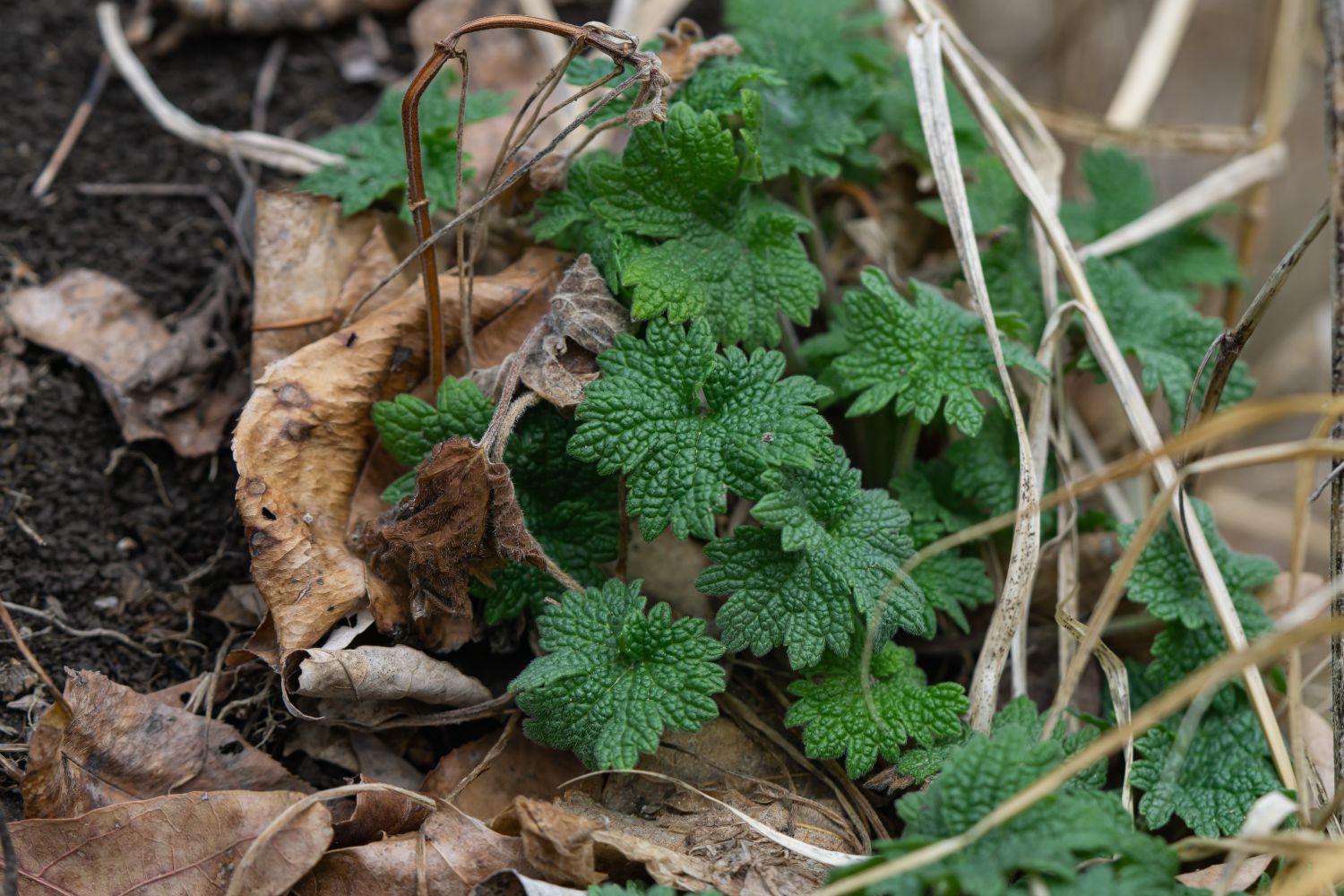 Motherwort: uses & effects of the medicinal plant - Plantura