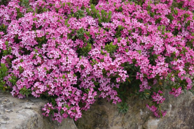 Daphne: profile, varieties & plant toxicity - Plantura