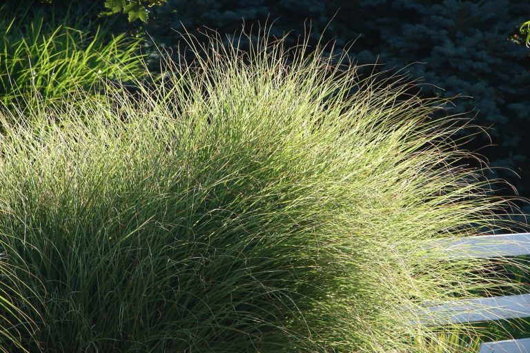Chinese silver grass: varieties, care & hardiness - Plantura