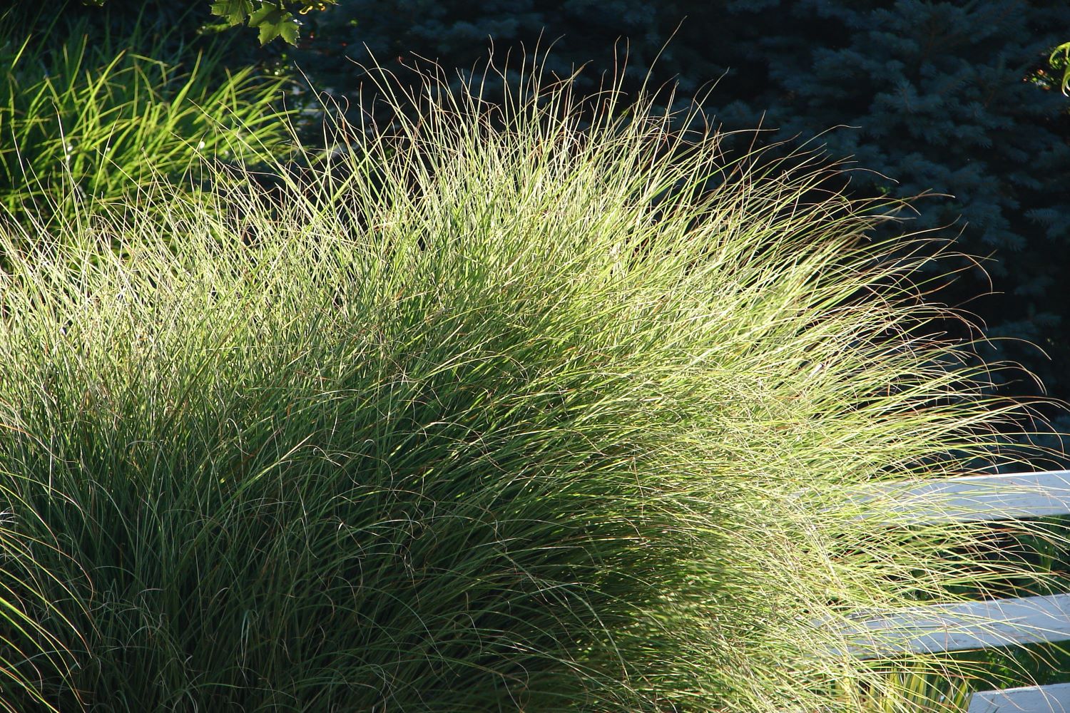 Chinese silver grass: varieties, care & hardiness - Plantura