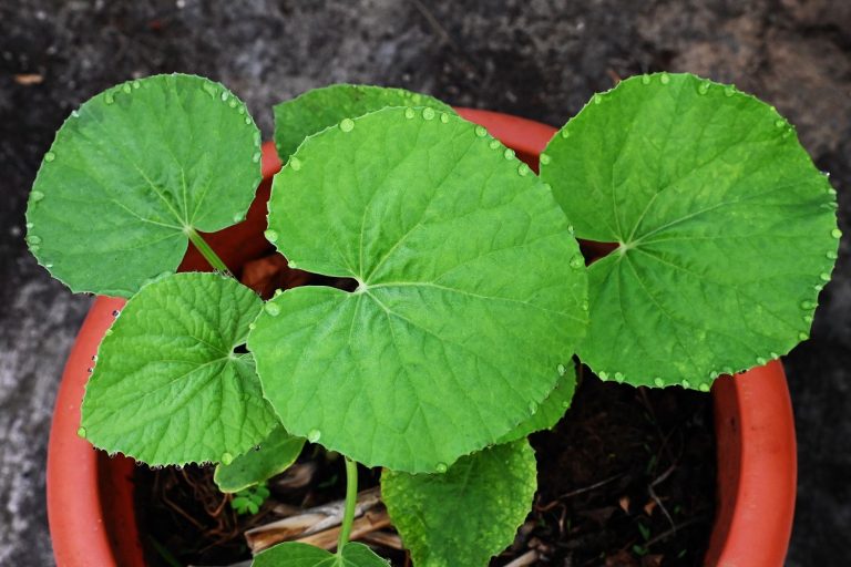 Guttation in plants: what is it & how to stop it - Plantura