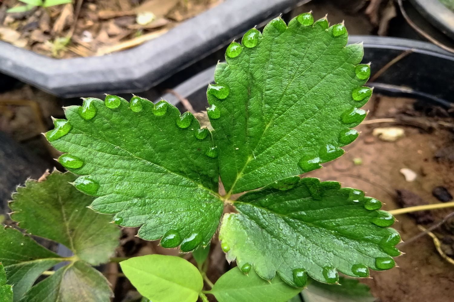 Guttation in plants: what is it & how to stop it - Plantura