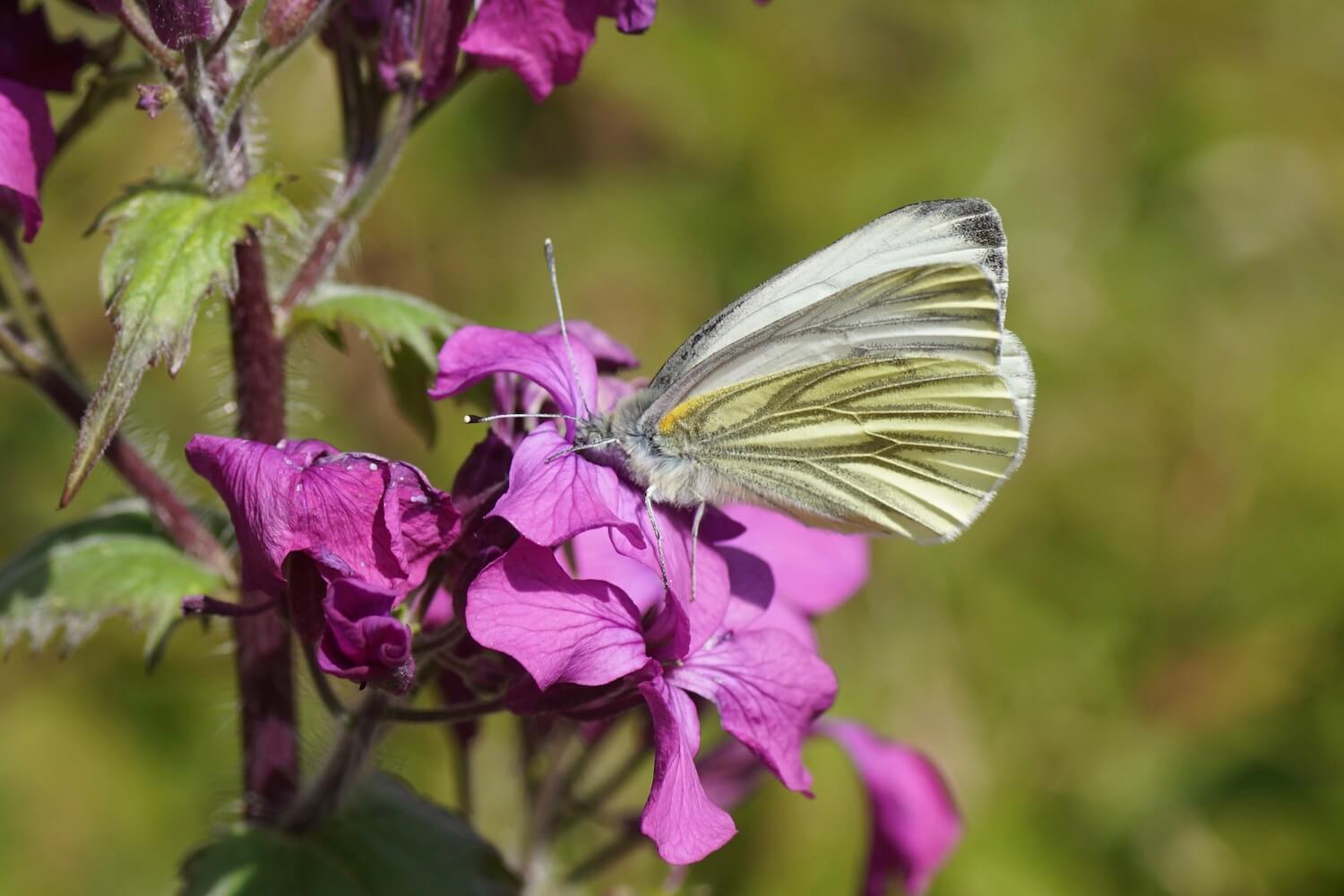 Honesty: planting, propagating & more - Plantura