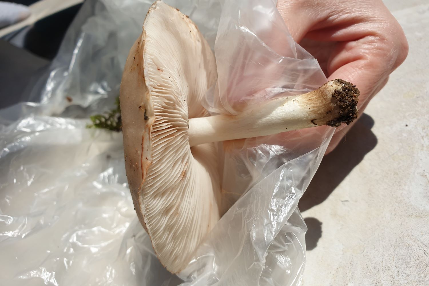 Identifying mushrooms in the garden, treatment & causes - Plantura