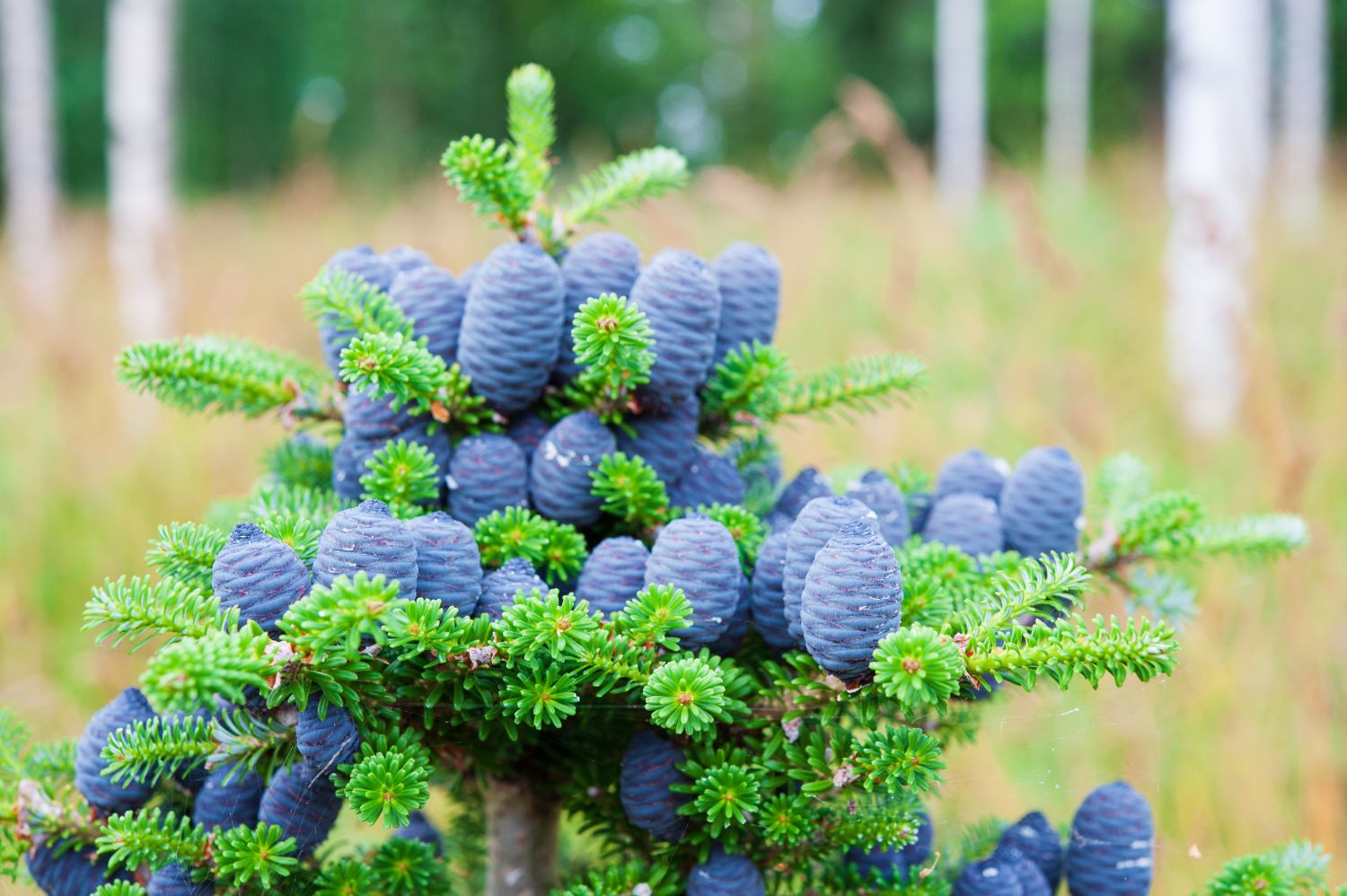 Korean fir: varieties, plants & common diseases - Plantura