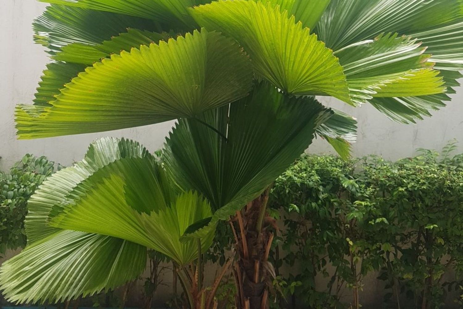 Licuala palm: cultivation, care & propagation - Plantura