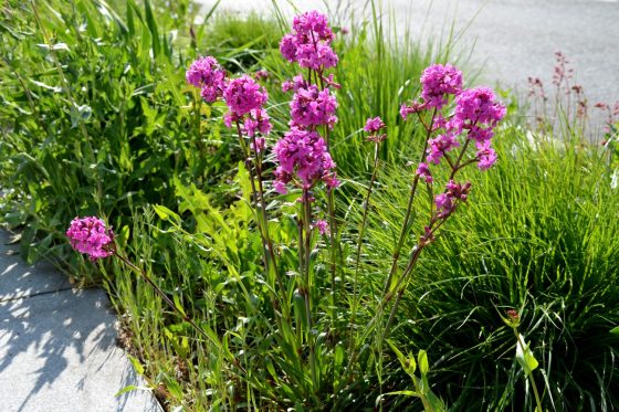 Sticky catchfly: profile, care & pretty varieties - Plantura