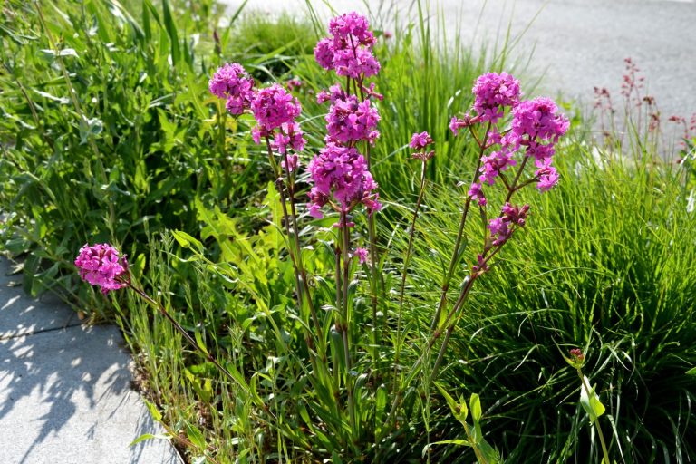 Sticky catchfly: profile, care & pretty varieties - Plantura