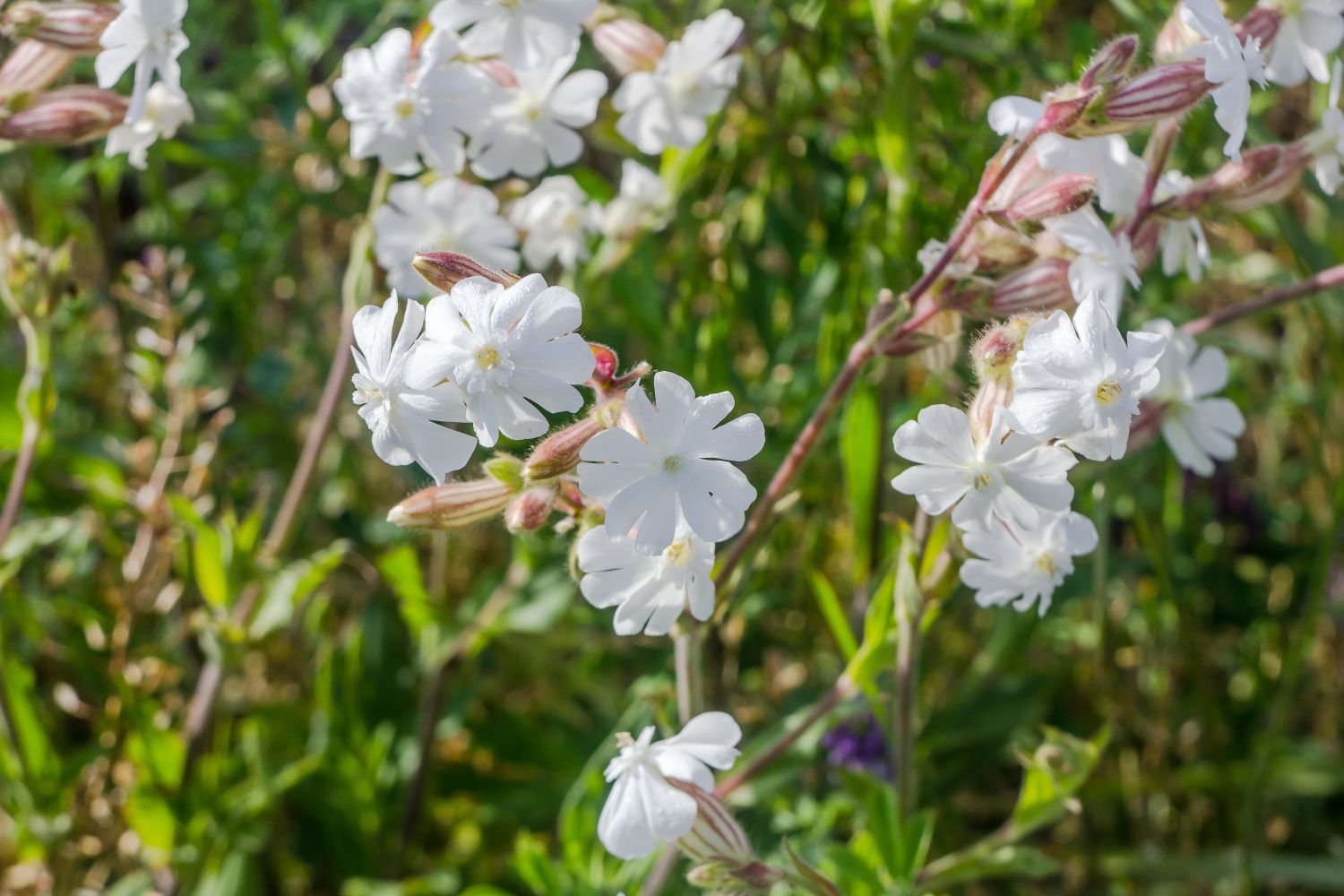 Sticky catchfly: profile, care & pretty varieties - Plantura