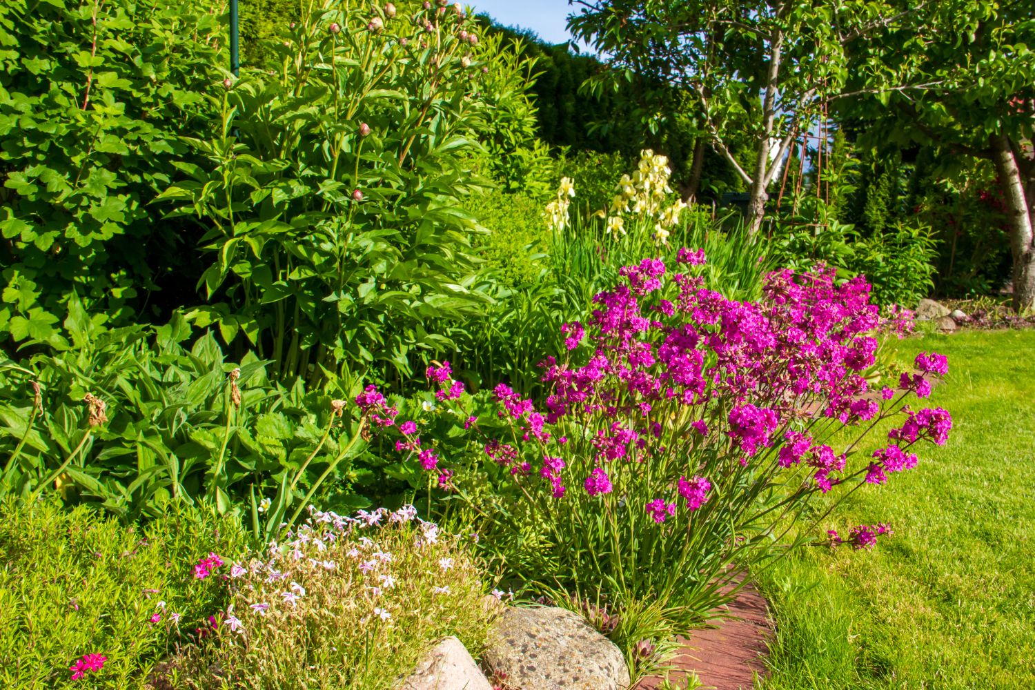 Sticky catchfly: profile, care & pretty varieties - Plantura