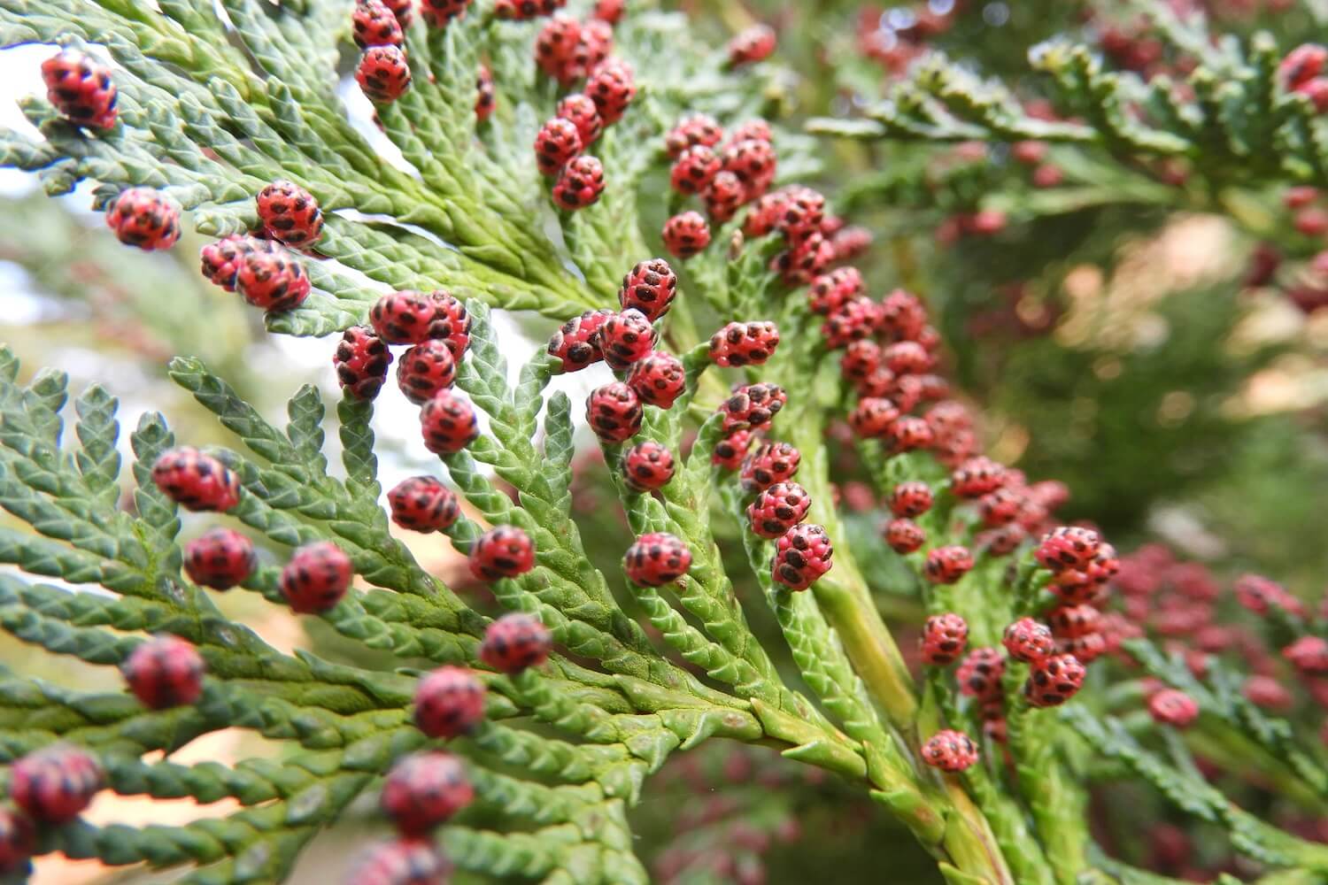 Lawsons cypress: profile, care & varieties - Plantura