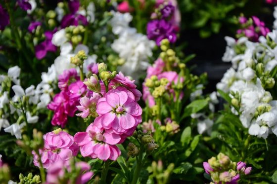 Gillyflower: sowing, location & the most beautiful varieties - Plantura