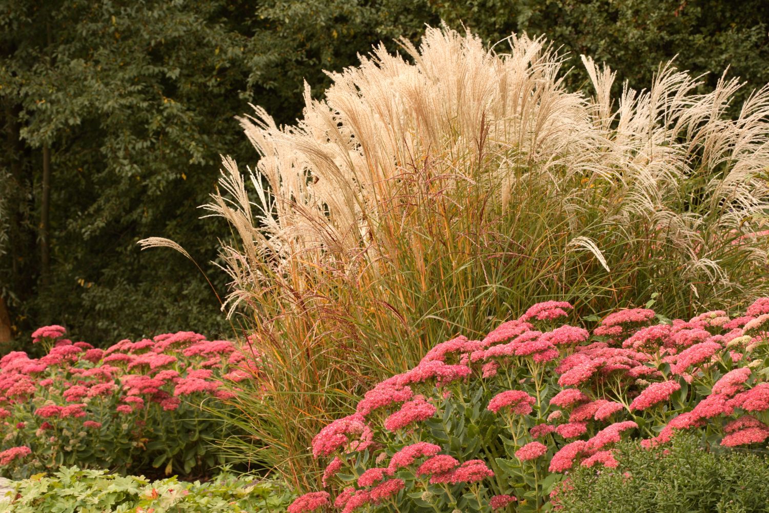 Chinese silver grass: varieties, care & hardiness - Plantura