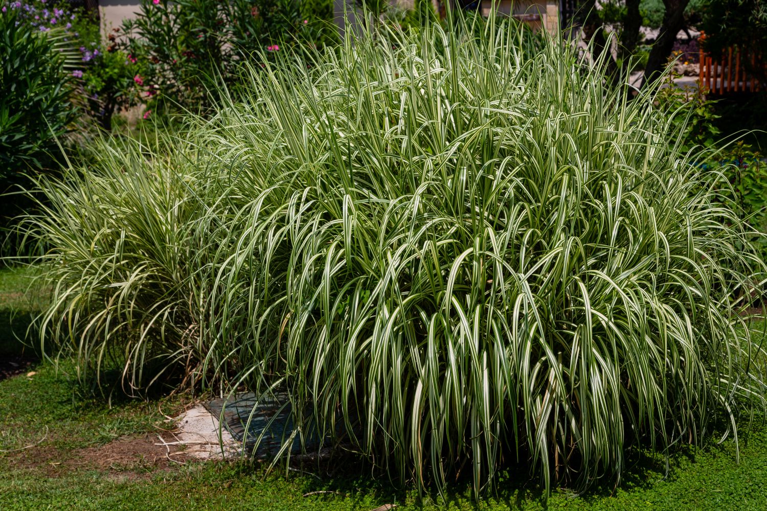 Chinese silver grass: varieties, care & hardiness - Plantura