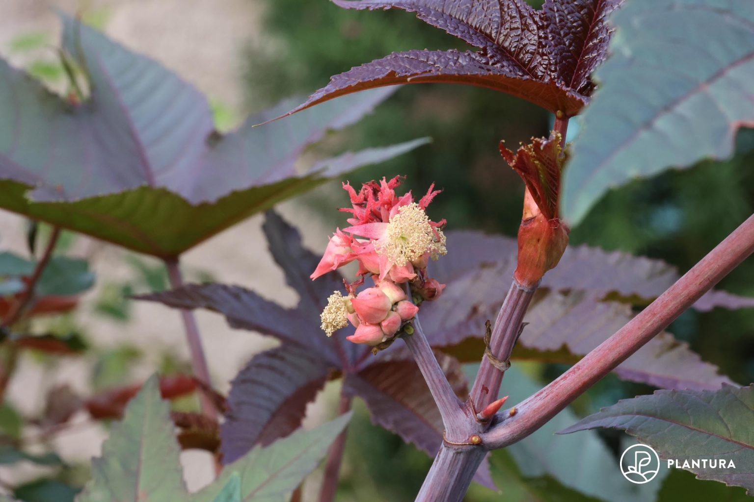 Monoecious, dioecious and hermaphoriditic plants - Plantura