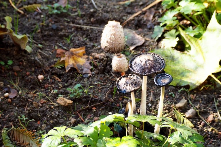 Identifying mushrooms in the garden, treatment & causes - Plantura
