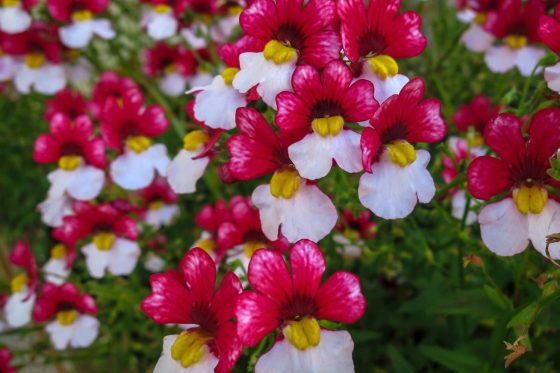 Nemesia: location, overwintering & toxicity - Plantura