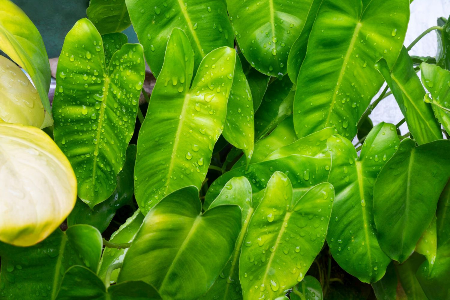 Philodendron: cultivation, care & propagation - Plantura