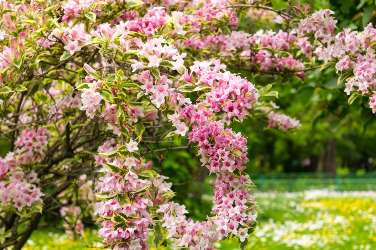 Weigela: pruning, propagating and more - Plantura