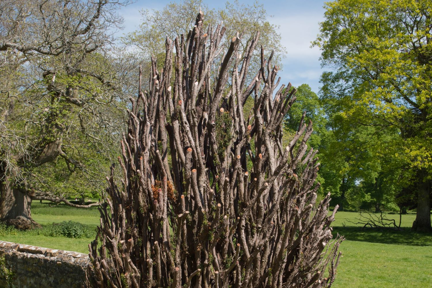 Pruning yews: when & how - Plantura