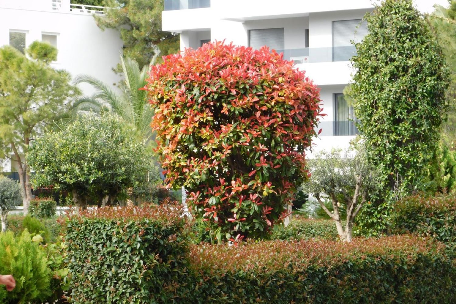 Pleached evergreen trees: our top 8 varieties - Plantura