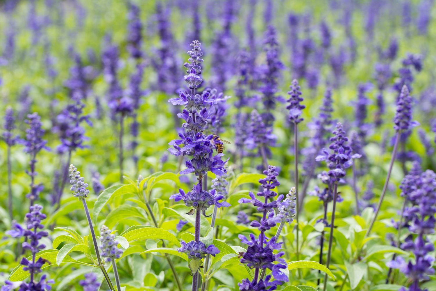 Harvesting, storing & drying sage - Plantura
