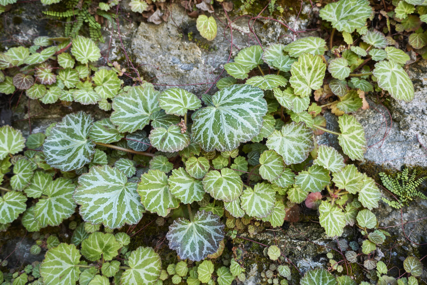 Saxifrage varieties: the most beautiful at a glance - Plantura