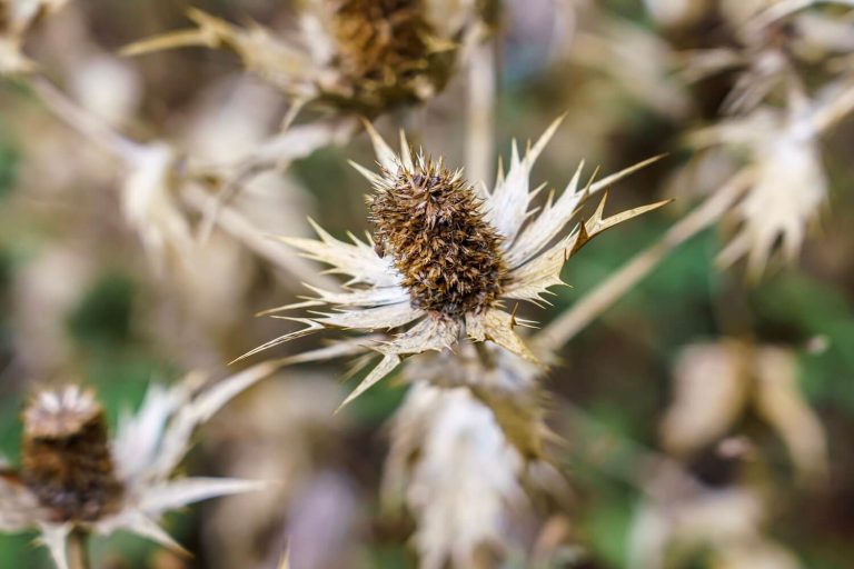 Sea holly: planting, care & overwintering - Plantura