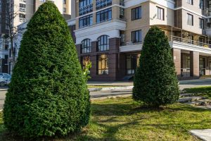Yew: profile, varieties & care - Plantura