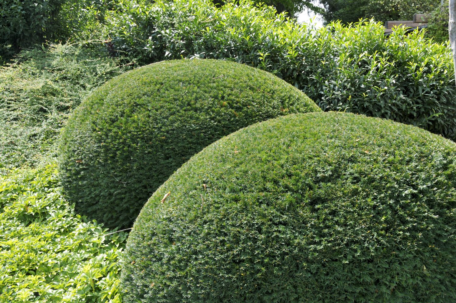 Pruning yews: when & how - Plantura
