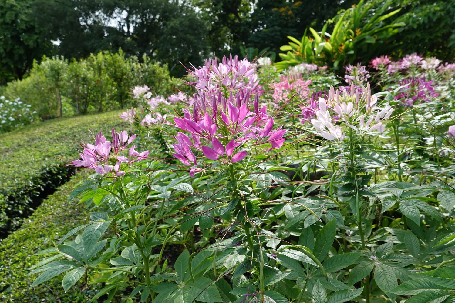 Spider flower: sowing, overwintering & toxicity - Plantura