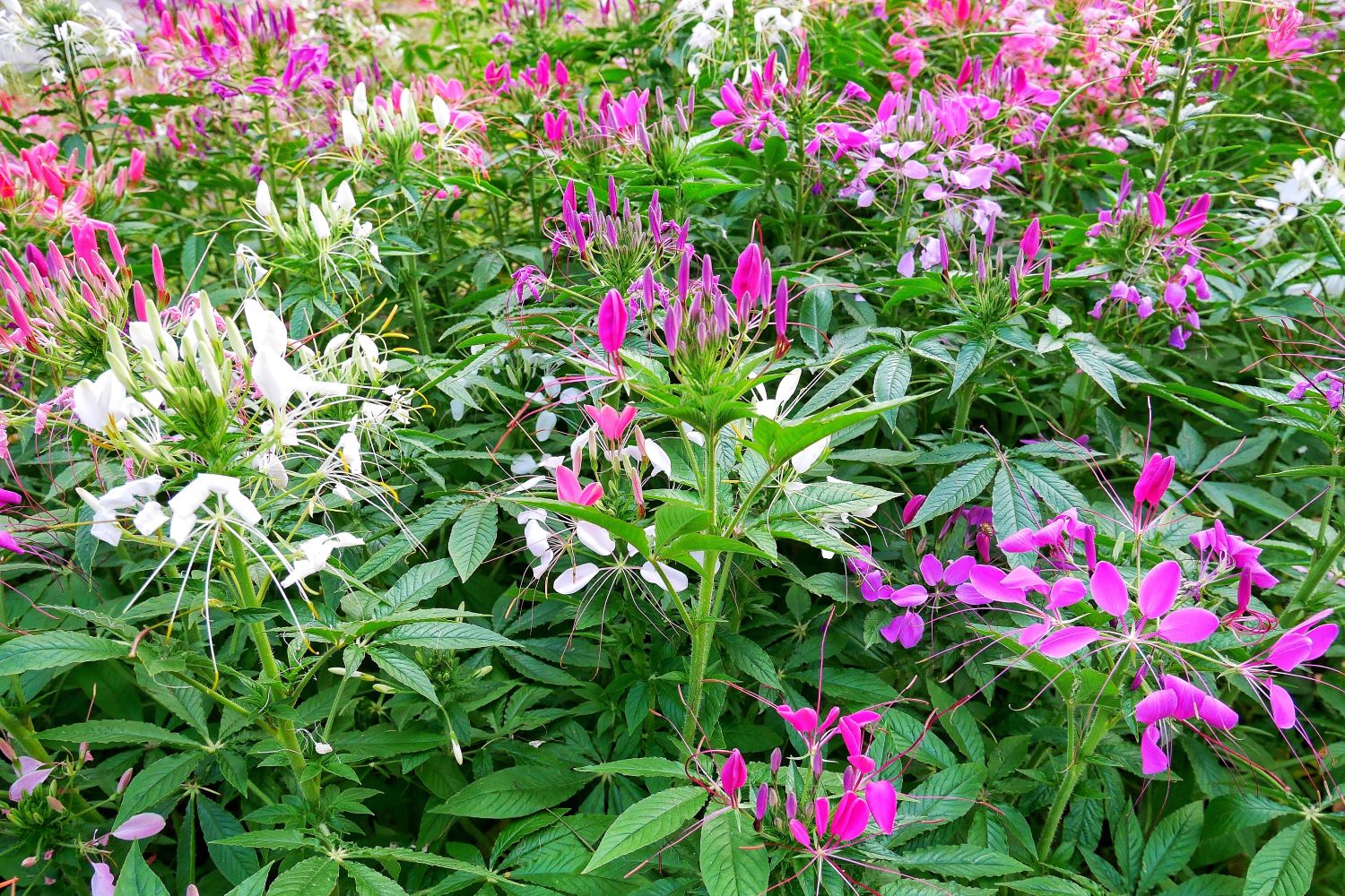 Spider flower: sowing, overwintering & toxicity - Plantura