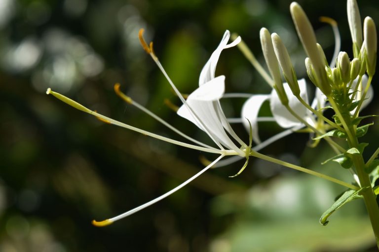 Spider flower: sowing, overwintering & toxicity - Plantura