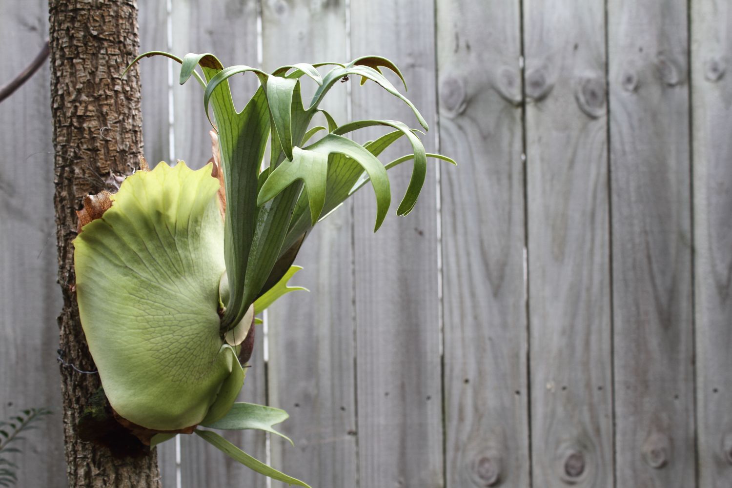 Staghorn fern: care, location & propagation - Plantura