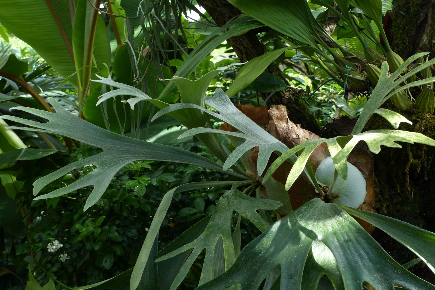 Staghorn fern: care, location & propagation - Plantura