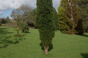 Yew: profile, varieties & care - Plantura
