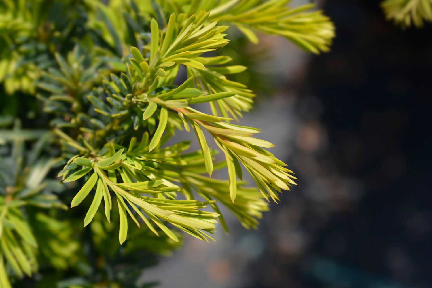 Yew: profile, varieties & care - Plantura