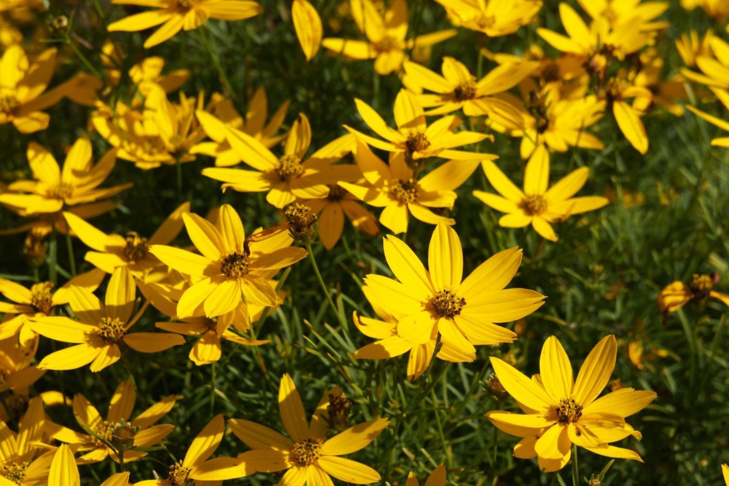 Coreopsis varieties: differences & growing tips - Plantura