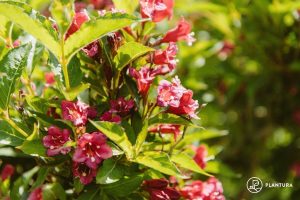 Weigela: location, care and flowering time - Plantura
