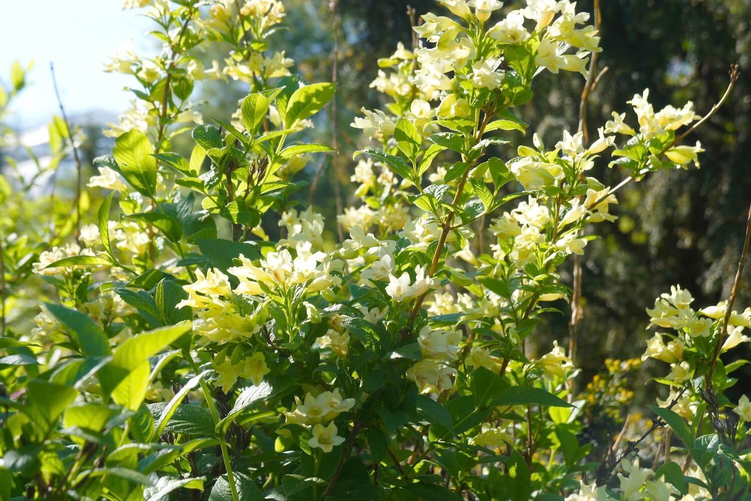 Weigela varieties: the best ones for your garden - Plantura