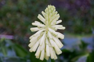 Red-hot poker: how to plant and grow Kniphofia - Plantura